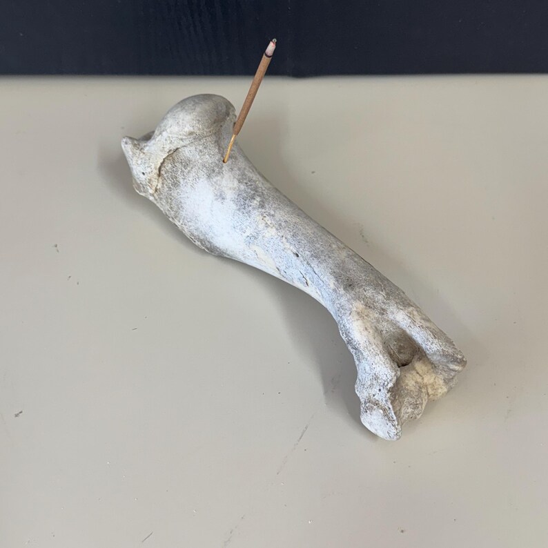 Goat Humerus/arm Bone 8" Real Animal Bone Incense Stick Burner - Etsy ...
