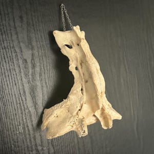 X-large Cow Sacrum Vertebra Bone Hanging 10 Inch Long Oddity Wall Art ...