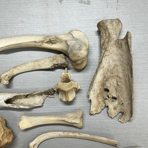 Imperfect Real Animal Bones 16pc Oddity Vulture Culture Bundle Damaged ...
