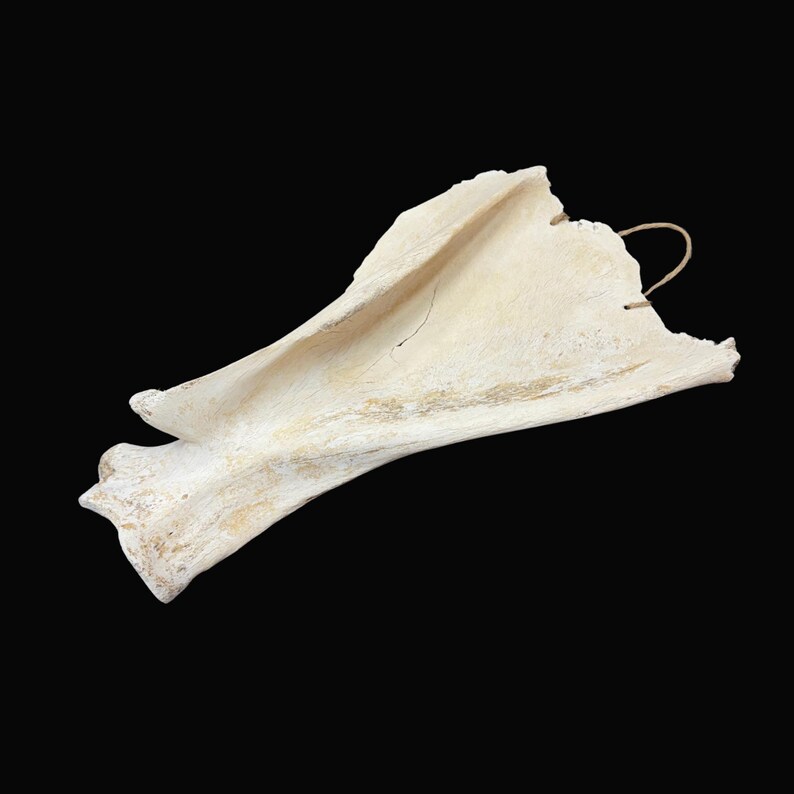Cow Scapula Bone 13" Real Animal Bone Oddity Wall Art - Etsy