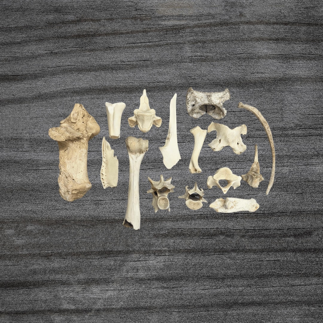 Imperfect Real Animal Bones 15pc Oddity Vulture Culture Bundle Damaged ...