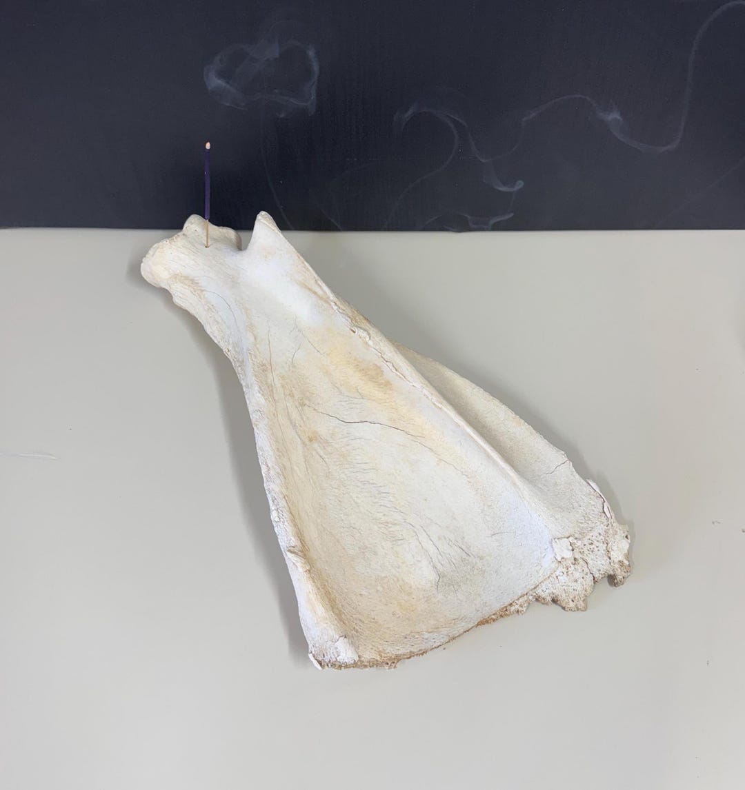 Cow Scapula Bone 16" Incense Stick Burner Real Animal Bone Gothic Home ...