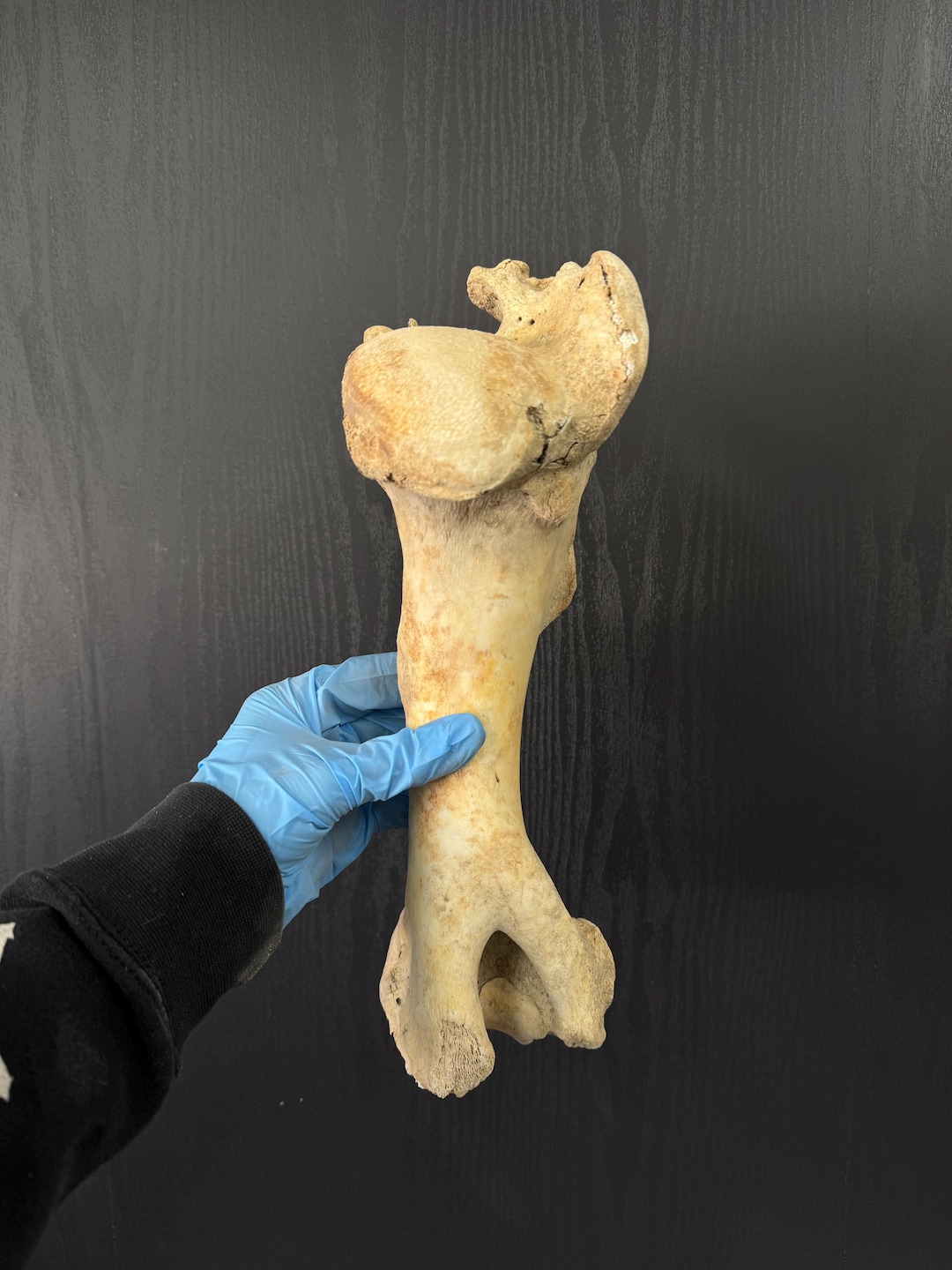 Cow Humerus Bone, Imperfect Real Animal Bone - Etsy