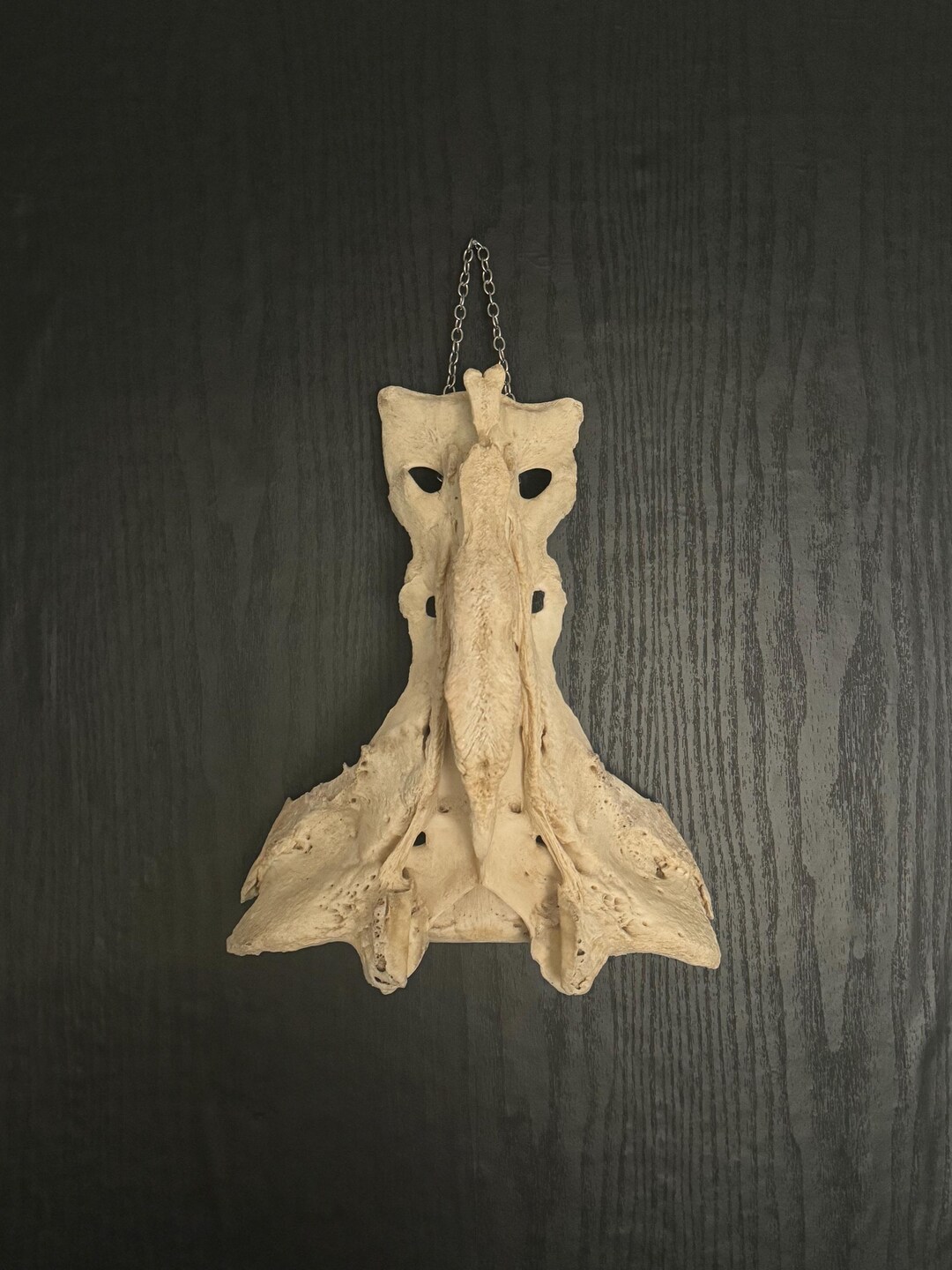 X-large Cow Sacrum Vertebra Bone Hanging 10 Inch Long Oddity Wall Art ...