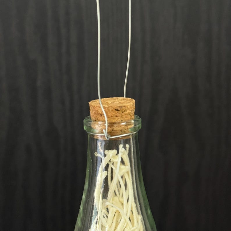 Ball Python Snake Rib Bones Glass Vial Oddity Curio Collection Display ...