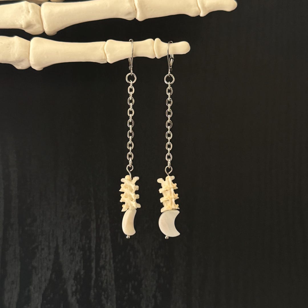 Boa Constrictor Snake Vertebrae Bones & Shell Stars 3.5 Stainless Steel ...