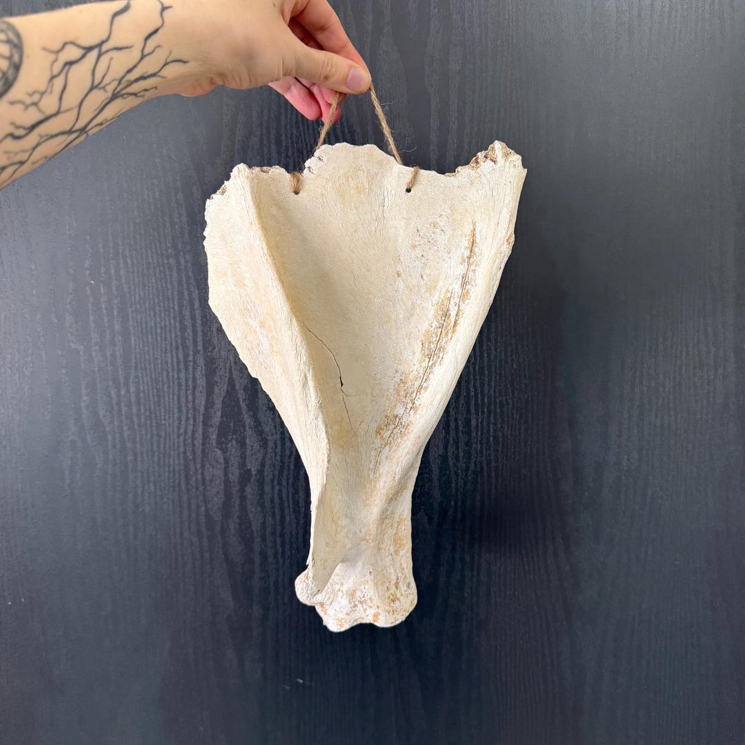 Cow Scapula Bone 13" Real Animal Bone Oddity Wall Art - Etsy