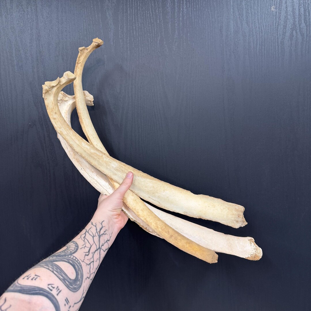 3pc Cow Rib Bones, Imperfect Real Animal Bones - Etsy