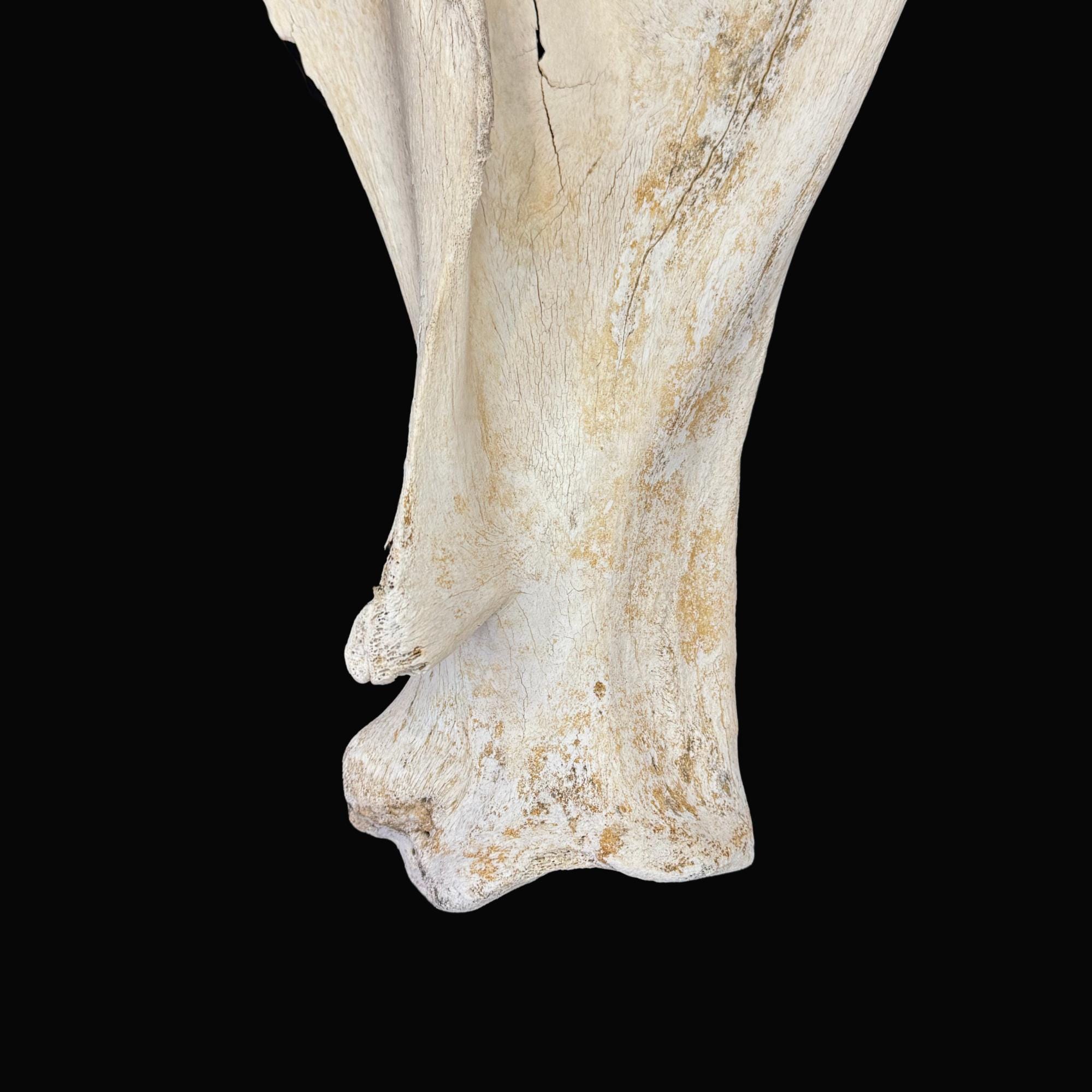 Cow Scapula Bone 13" Real Animal Bone Oddity Wall Art - Etsy