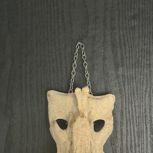 X-large Cow Sacrum Vertebra Bone Hanging 10 Inch Long Oddity Wall Art ...