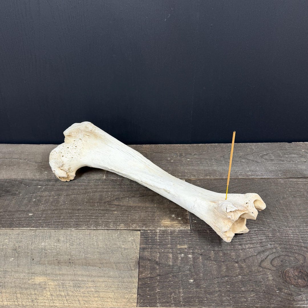 Cow Tibia Bone 16.5 Inch Real Animal Bone Incense Stick Burner - Etsy