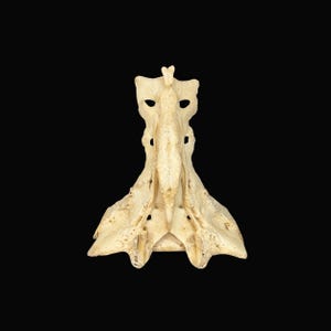 X-large Cow Sacrum Vertebra Bone Hanging 10 Inch Long Oddity Wall Art ...