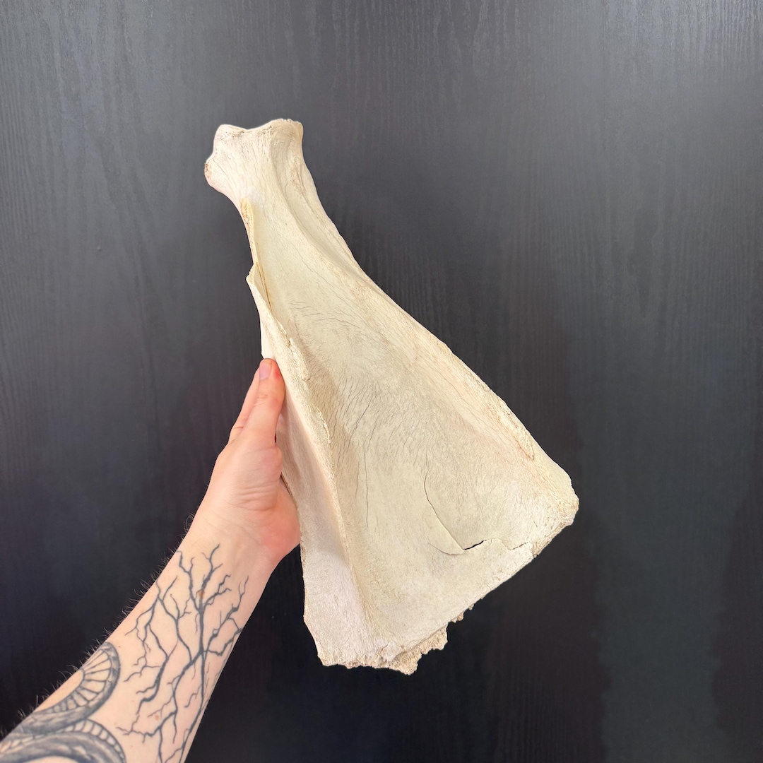 Cow Scapula/shoulder Blade Bone, Imperfect Real Animal Bone - Etsy