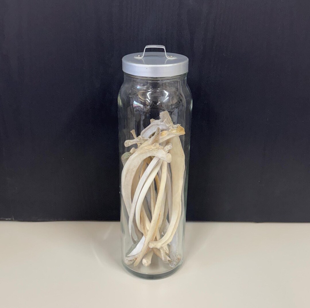 Glass Jar of Real Animal Rib Bones, 13 Inch Tall Oddity Home Decor - Etsy