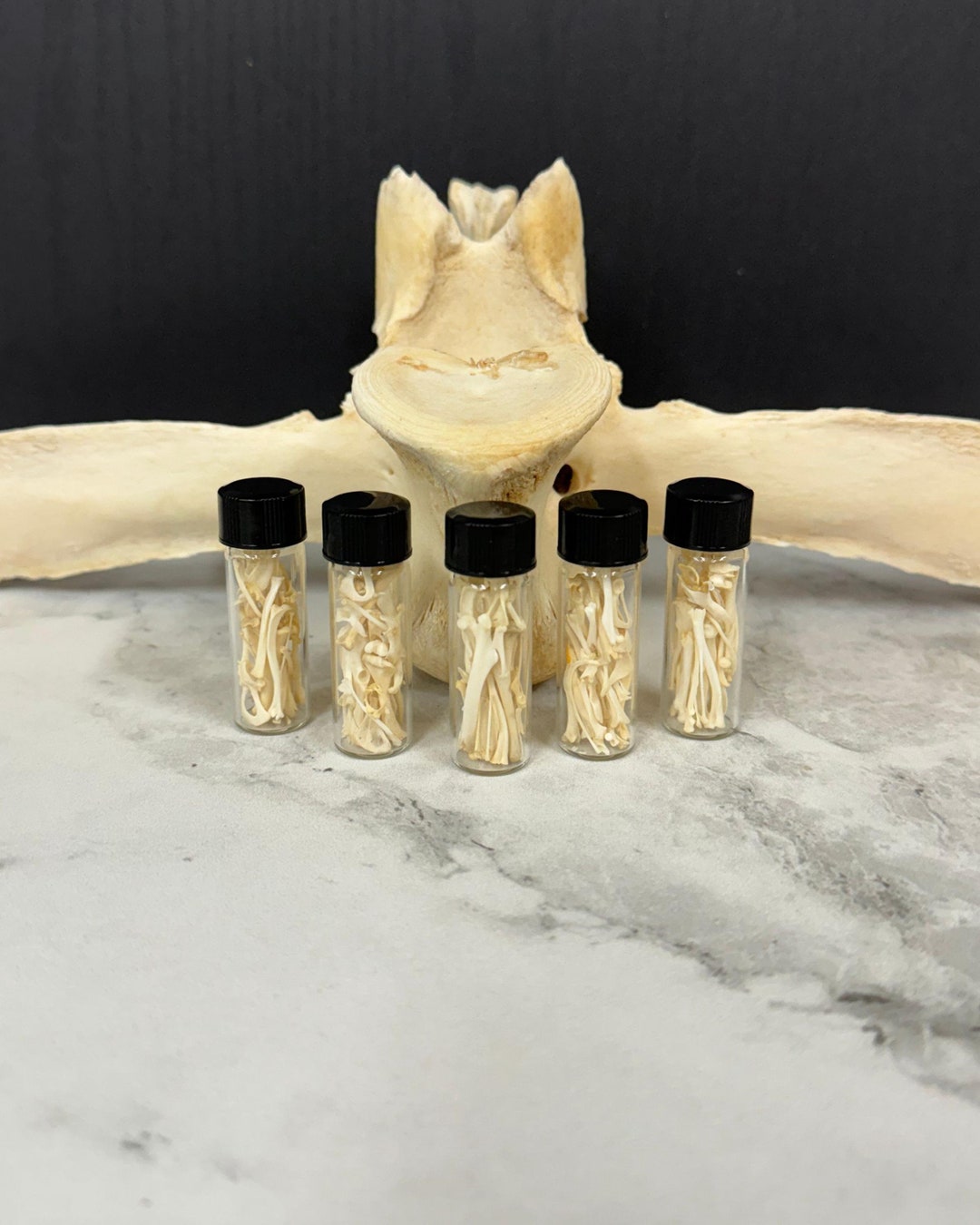Vial of Tiny Rodent Bones, Ethically Sourced Real Animal Bones Glass ...