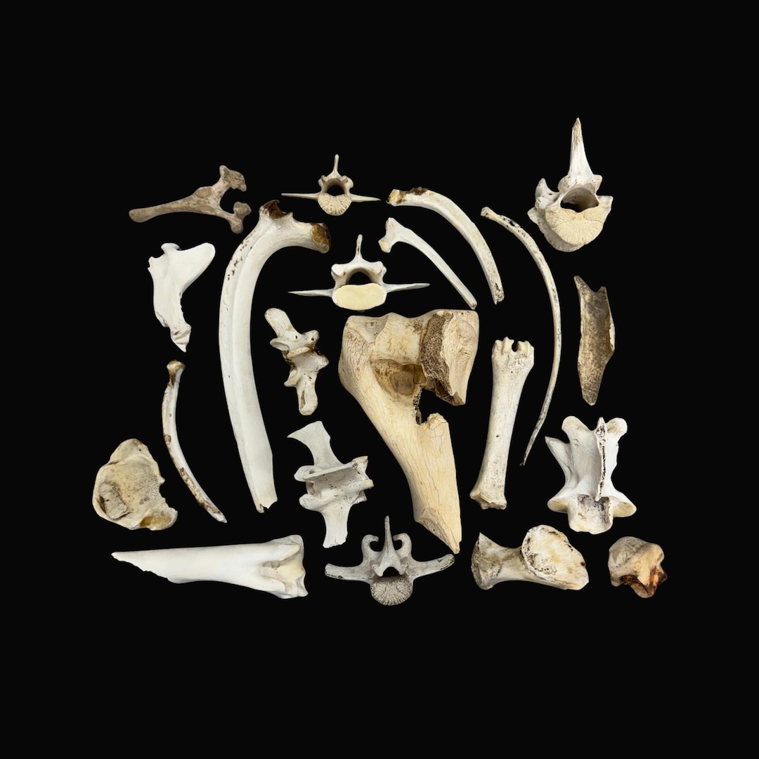21 Piece Imperfect Real Animal Bones Oddity Vulture Culture Bundle ...