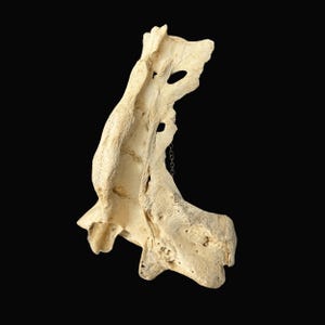 X-large Cow Sacrum Vertebra Bone Hanging 10 Inch Long Oddity Wall Art ...