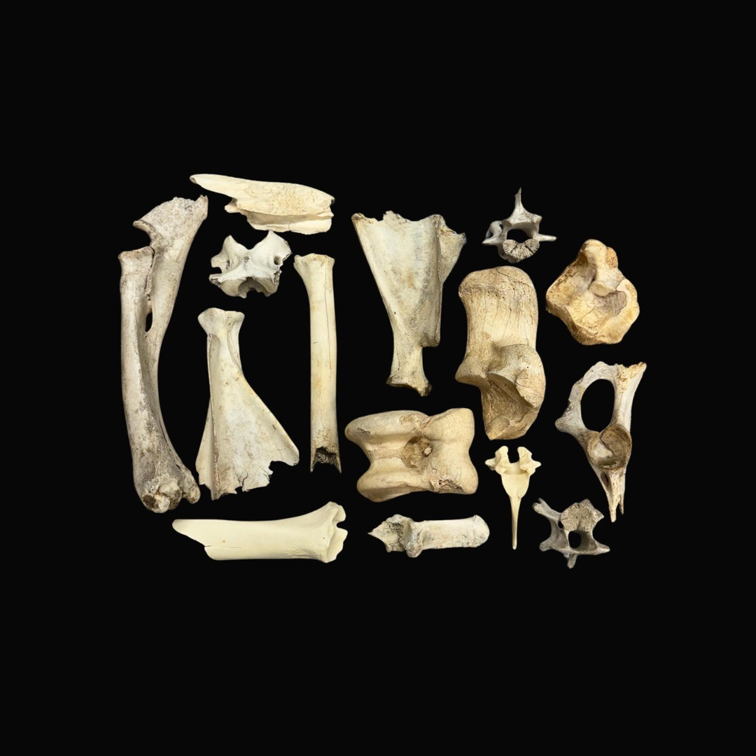 Imperfect Real Animal Bones 15pc Oddity Vulture Culture Bundle Damaged ...