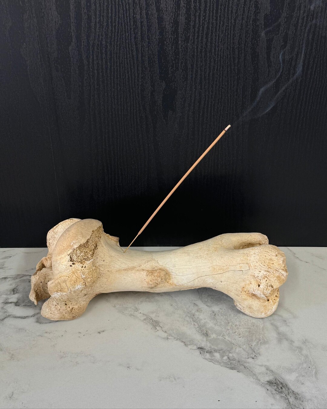 Cow Humerus/arm Bone 14 Inch Oddity Incense Stick Burner, Real Animal ...