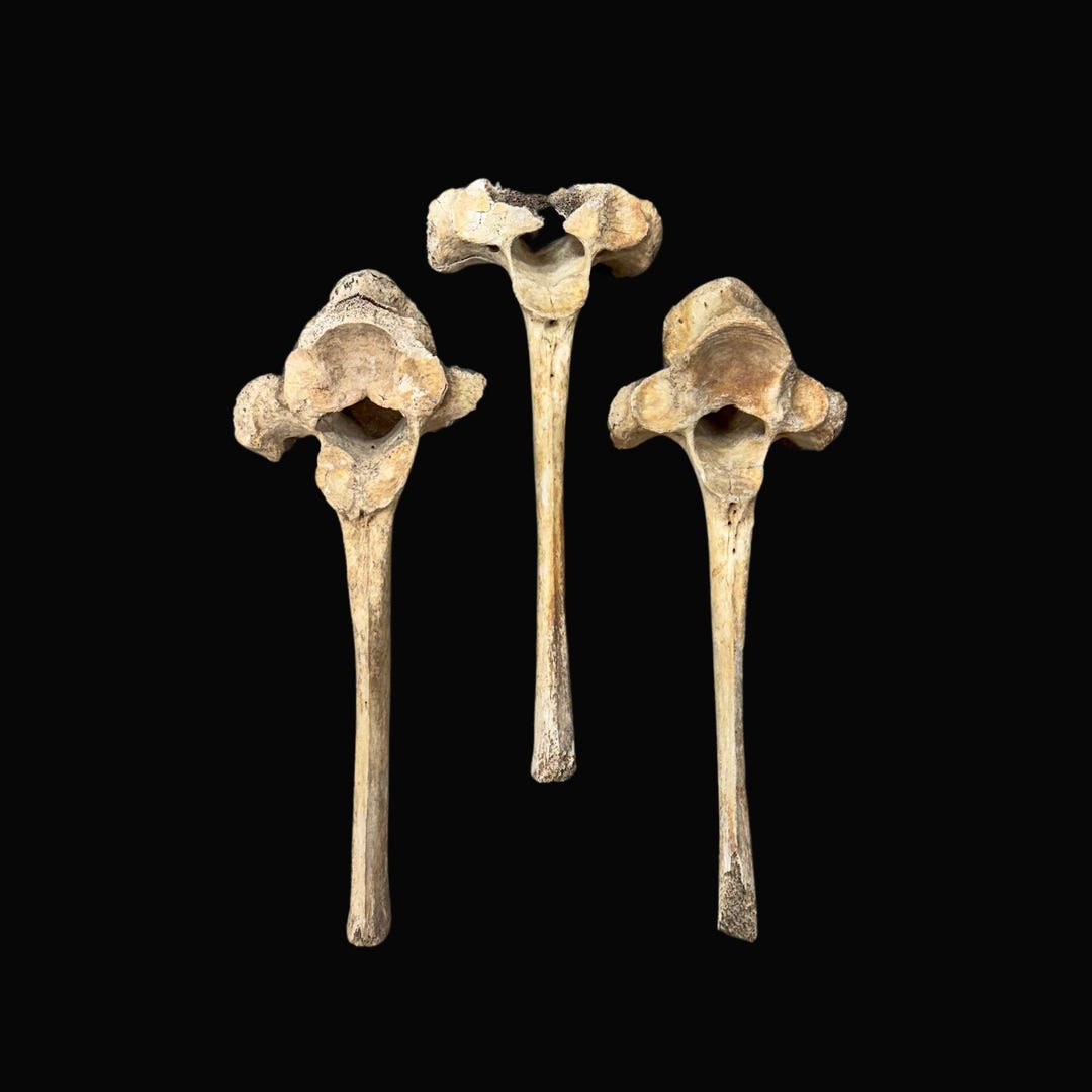 3pc Imperfect Cow Vertebrae Bones, Ethically Sourced Real Animal Bones ...