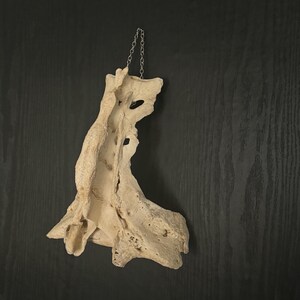 X-large Cow Sacrum Vertebra Bone Hanging 10 Inch Long Oddity Wall Art ...
