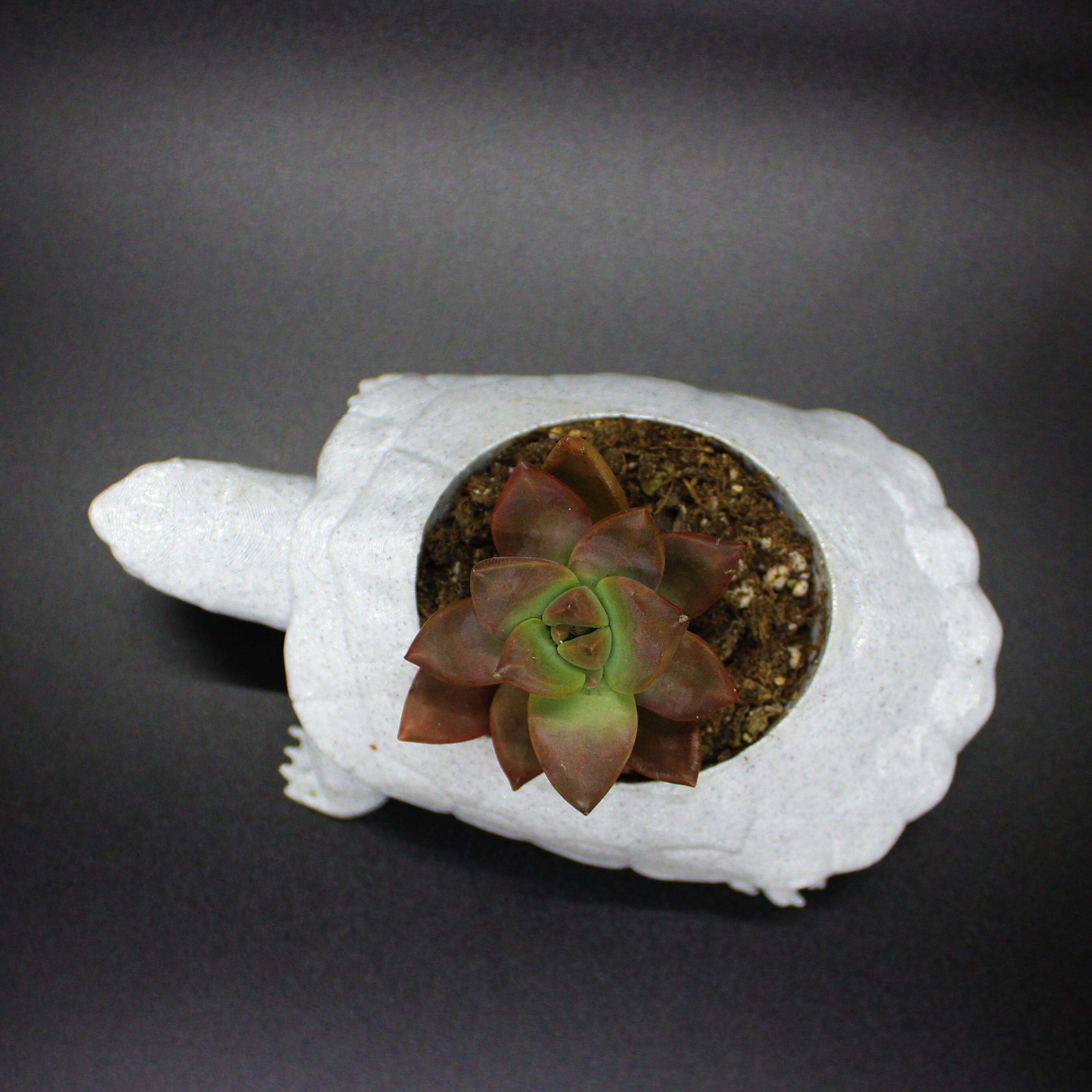 Turtle 3D Planter Myrtle the Turtle Succulent Planter 3D | Etsy