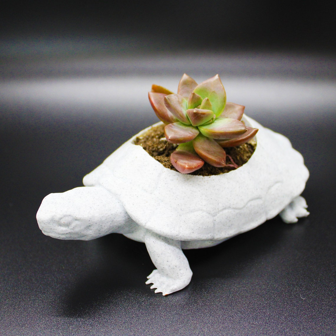 Turtle 3D Planter Myrtle the Turtle Succulent Planter 3D - Etsy