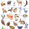 Forest Themed Nature Alphabet Poster - Etsy
