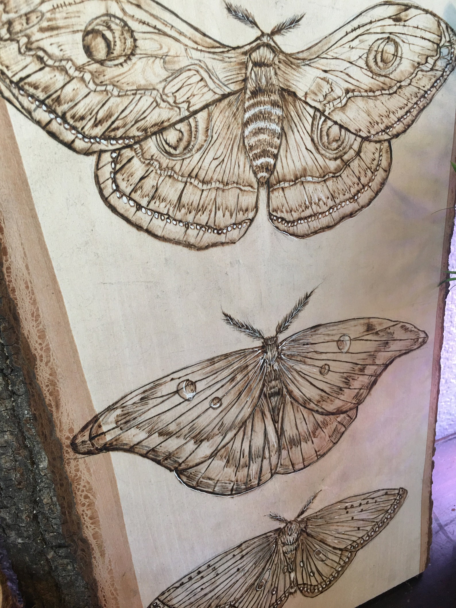 Butterfly Wood Burning | Etsy