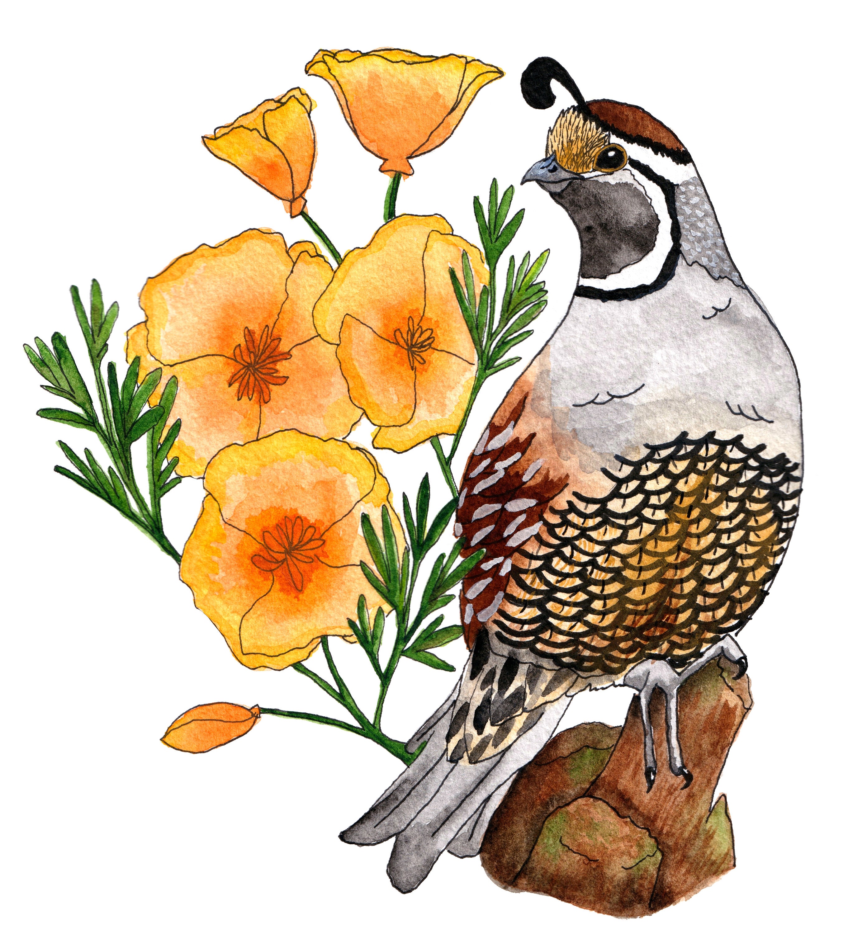 California Quail Framed Poster California Quail Gifts - Etsy