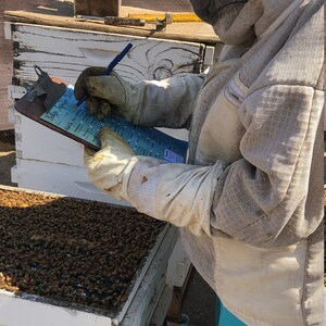 Beige Honeycomb Beehive Inspection Checklist ~ Beekeeping Notes ~ Honey ...