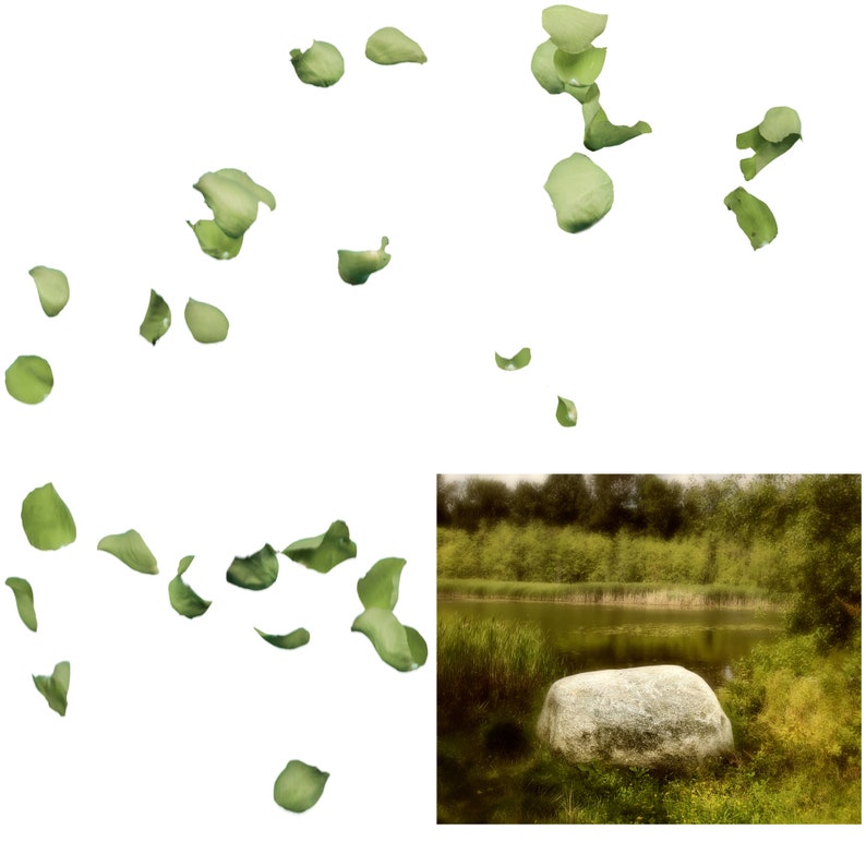 Photo Background With Overlays/high Resolution Forest - Etsy