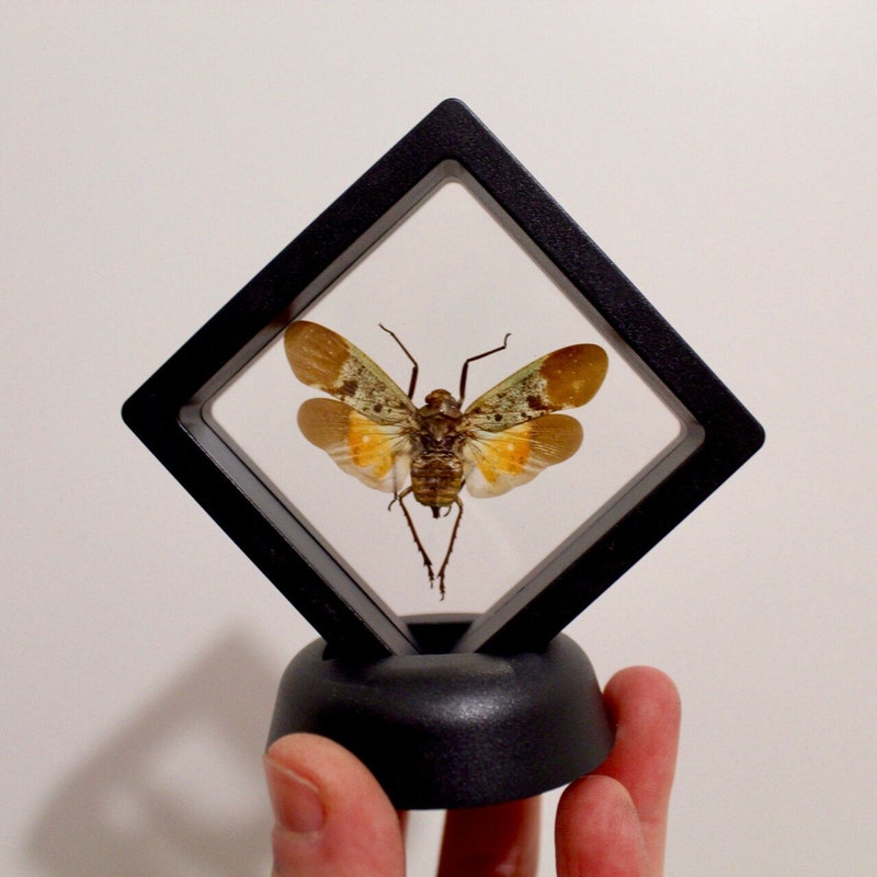 Framed Insects - Etsy