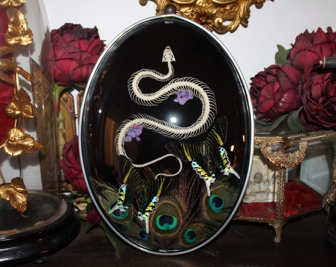 Real Frame Skeleton Snake Taxidermy Curiosities Oddities Old France ...