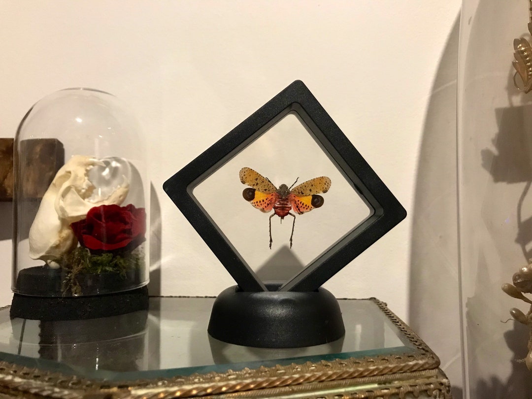 Cadre flottant plastique véritable insecte Penthicodes pulchella framed ...