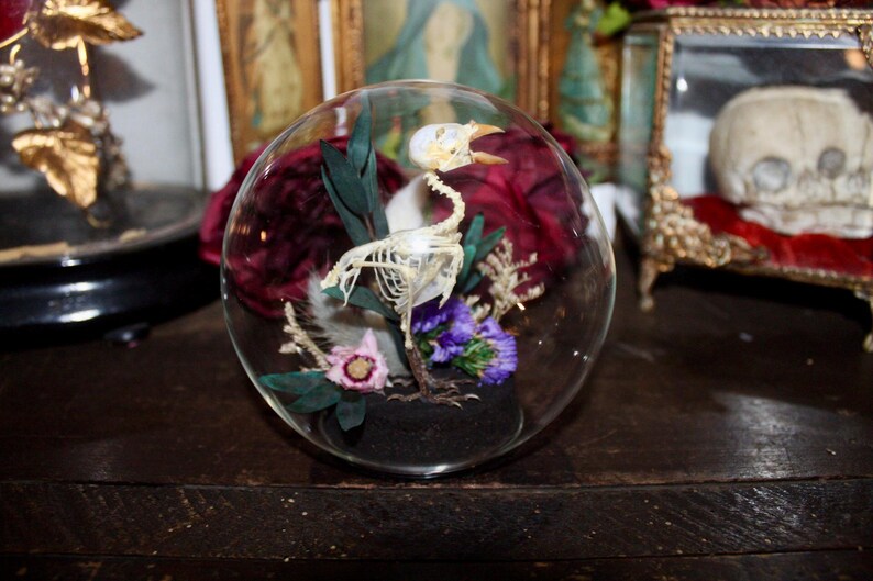 Globe Sphère Véritable Squelette Oiseau Passer Montanus Cabinet De ...