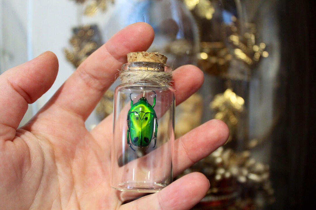 Genuine Glass Vial of Heterorrhina Sexmaculata Curiosity Framed ...