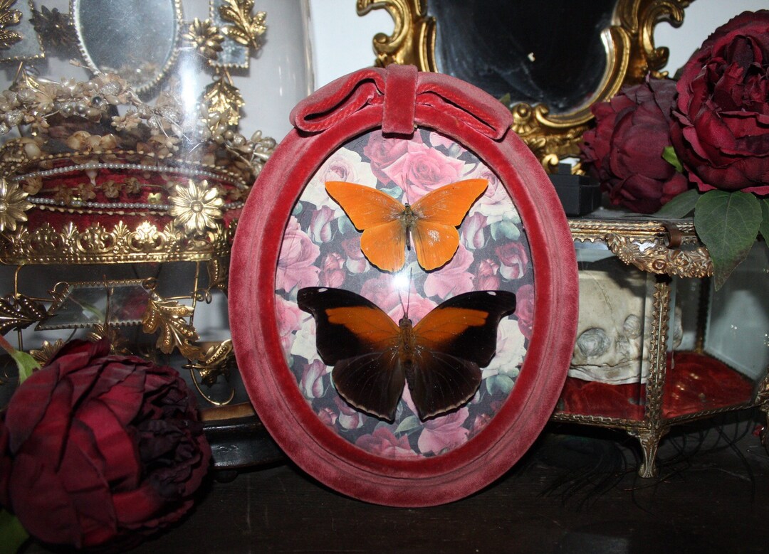Old Frame Curved Glass Butterfly Historis Odius Orion Cabinet Curiosity ...