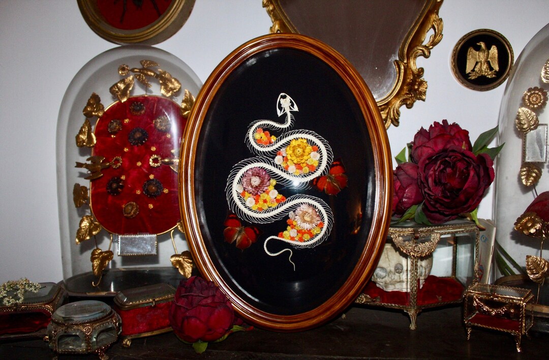 Real Giant Frame Skeleton Snake Taxidermy Curiosities Oddities Old ...