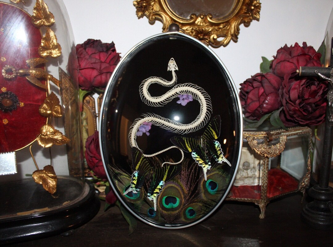 Real Frame Skeleton Snake Taxidermy Curiosities Oddities Old - Etsy