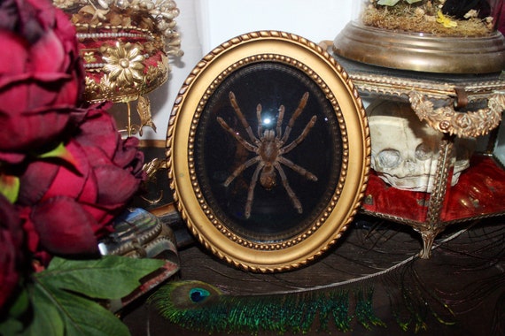 Frame Curved Glass Tarantula Hapalotremus Carabaya Real - Etsy