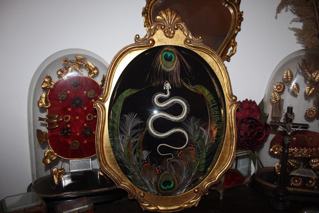 Real Giant Frame Skeleton Snake Taxidermy Curiosities Oddities - Etsy