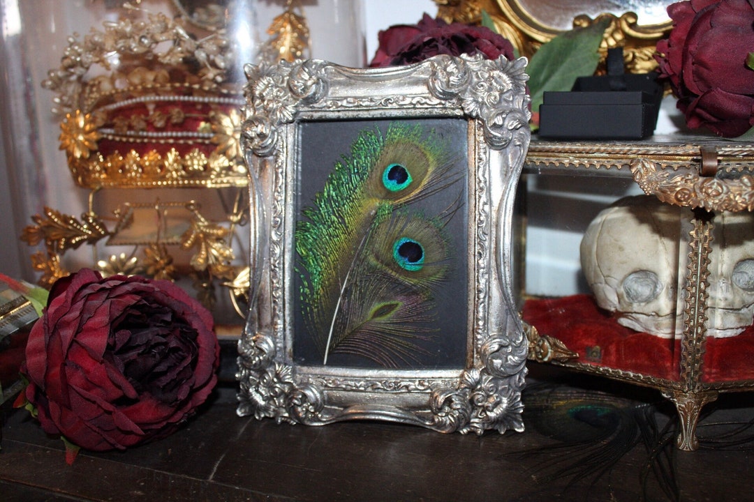 Curiosity Frame Real Peacock Feather Peacock Feather Cabinet of Curiosity Oddities Taxidermy Old ...