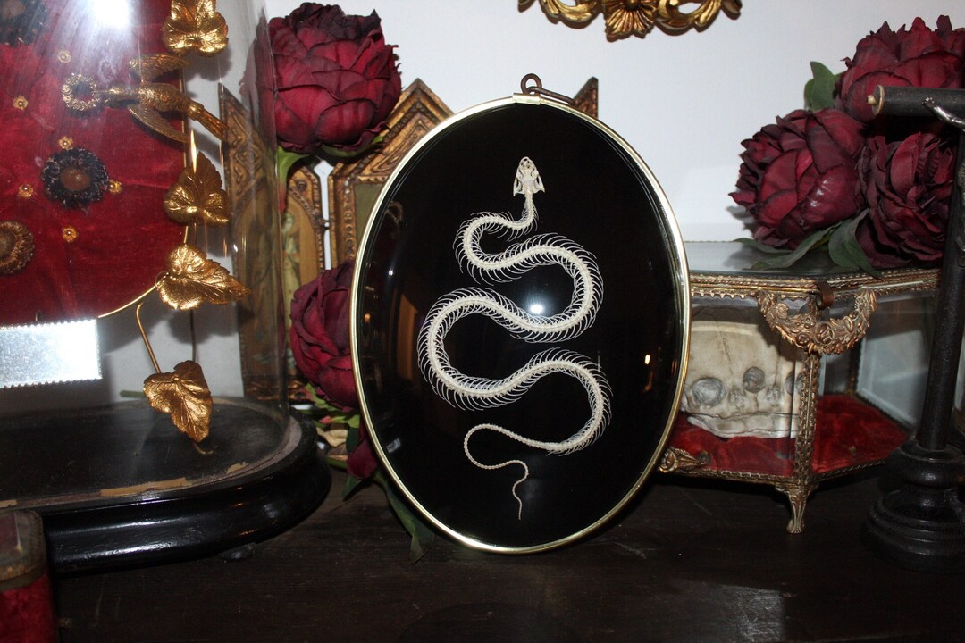 Real Frame Skeleton Snake Taxidermy Curiosities Oddities Old - Etsy