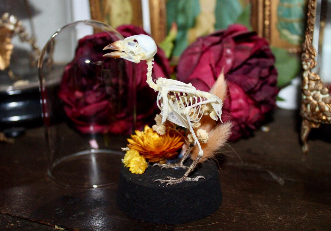 Globe Dome, Genuine Bird Skeleton, Passer Montanus Cabinet of ...