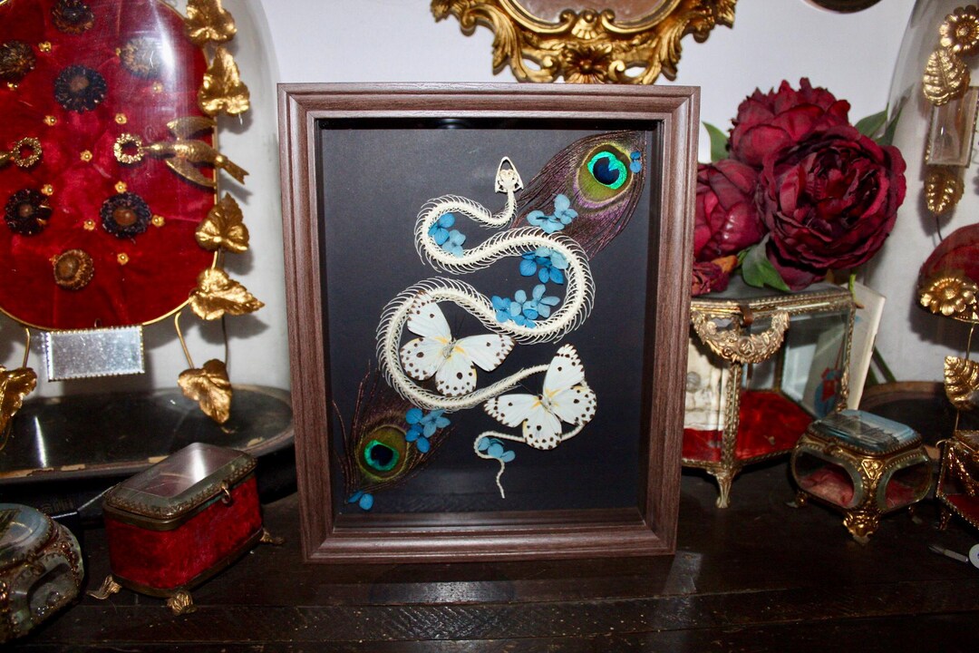 Real Frame Skeleton Snake Taxidermy Curiosities Oddities France Snake ...