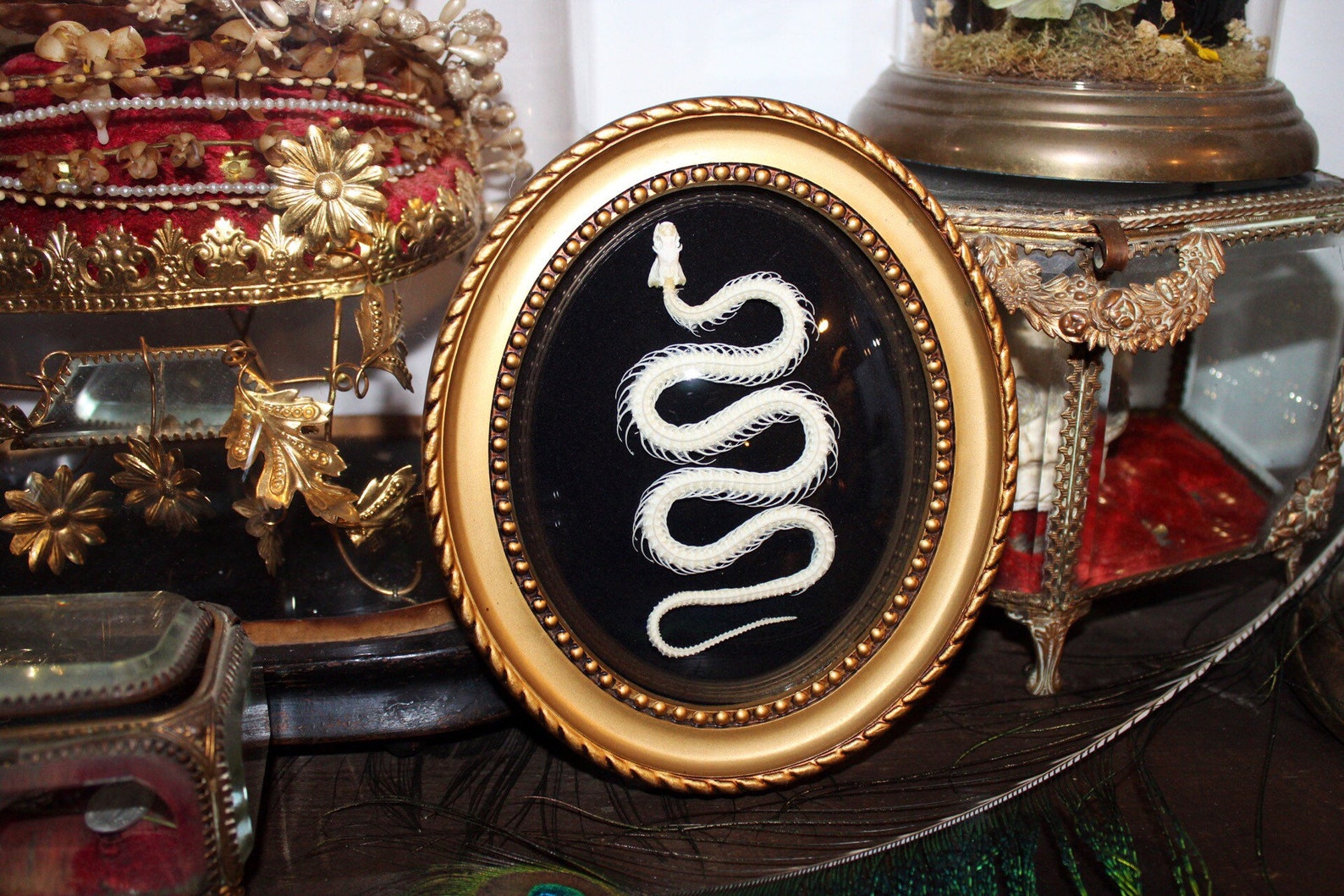 PREORDER Frame Real Skeleton Snake Taxidermy Curiosities | Etsy