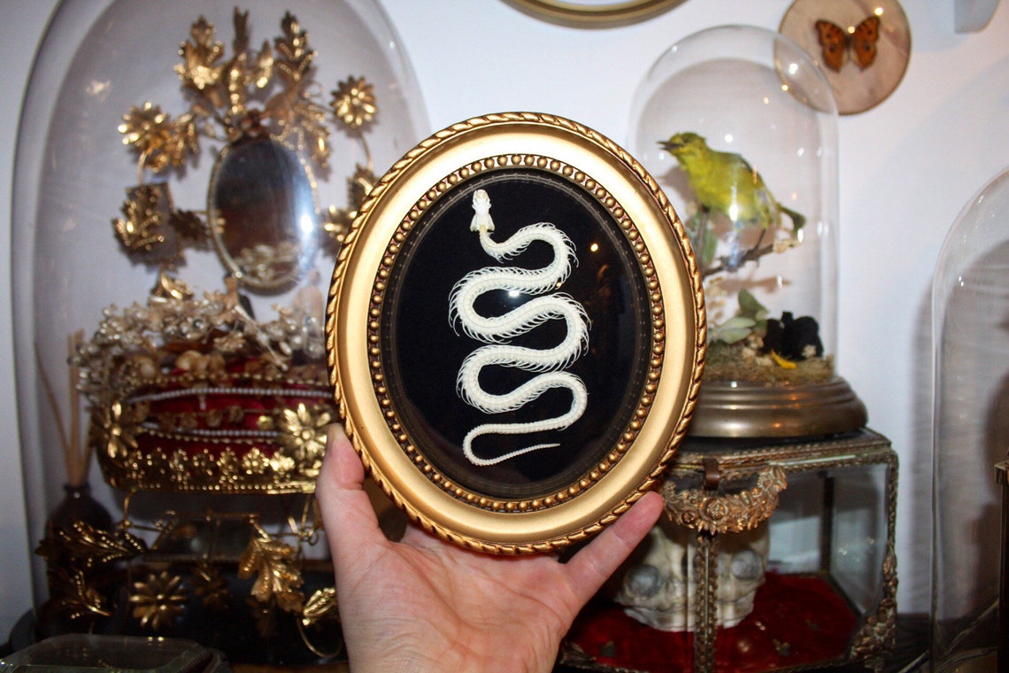 PREORDER Frame Real Skeleton Snake Taxidermy Curiosities | Etsy