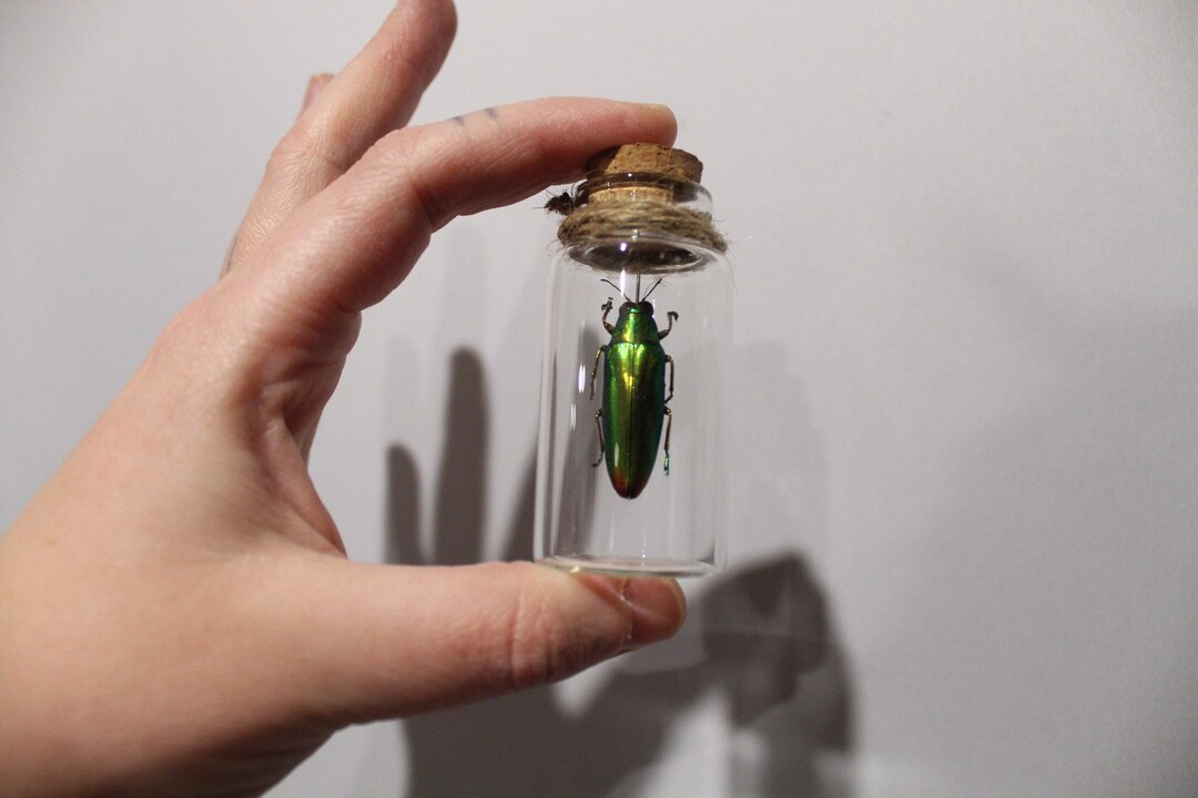 Real Glass Vial Chrysochroa Fulminans Curiosity Framed Naturalized ...