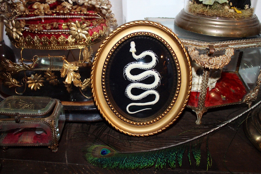 PREORDER Real Frame Snake Skeleton Taxidermy Curiosities Oddities Old ...